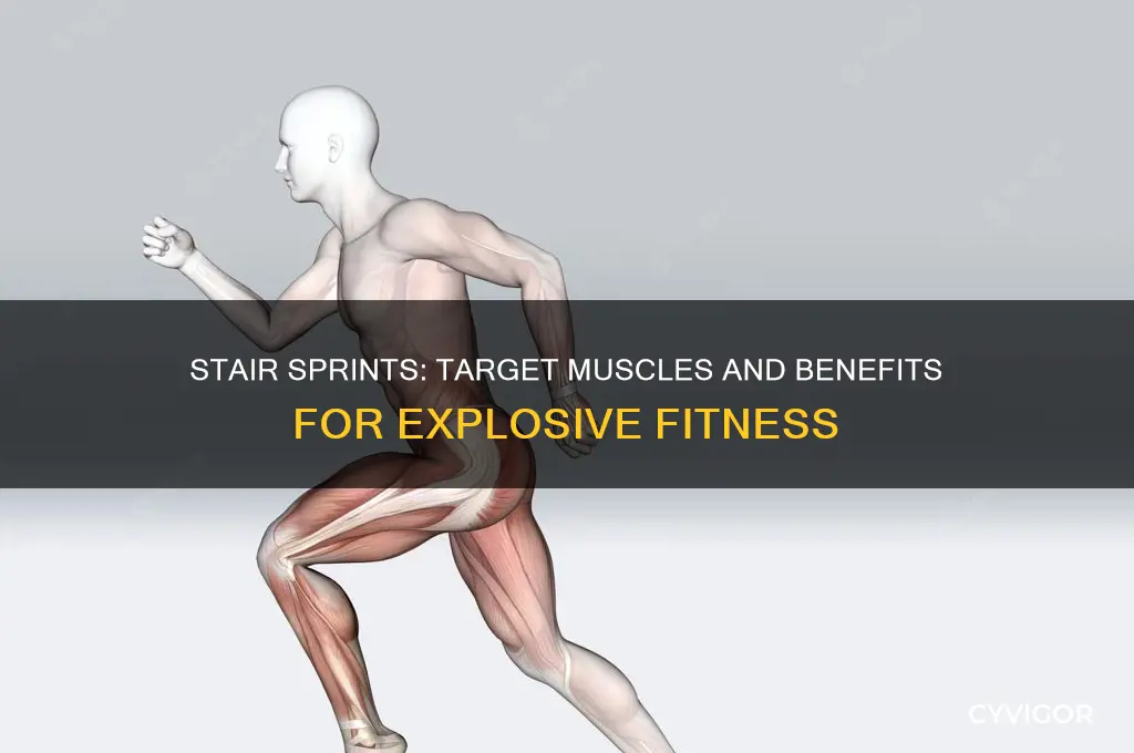 Stair Sprints: Target Muscles And Benefits For Explosive Fitness | CyVigor