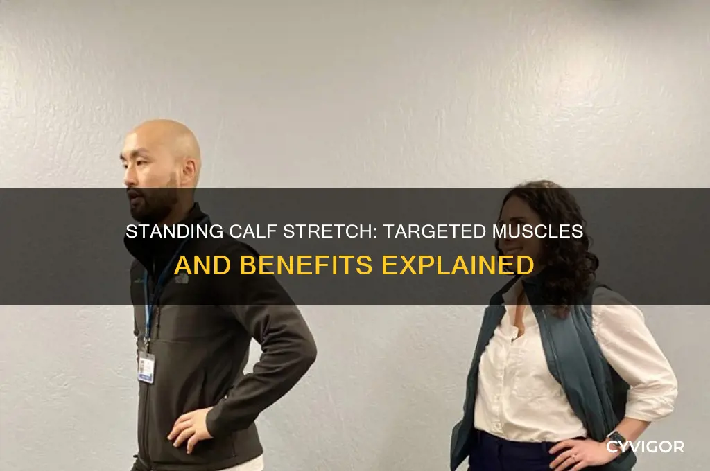 Standing Calf Stretch: Targeted Muscles And Benefits Explained | CyVigor