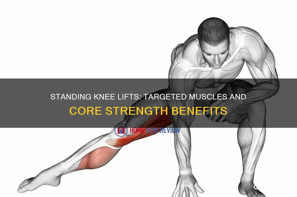 Standing Knee Lifts: Targeted Muscles And Core Strength Benefits | CyVigor