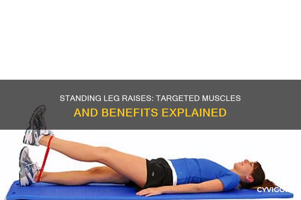 Standing Leg Raises: Targeted Muscles And Benefits Explained | CyVigor