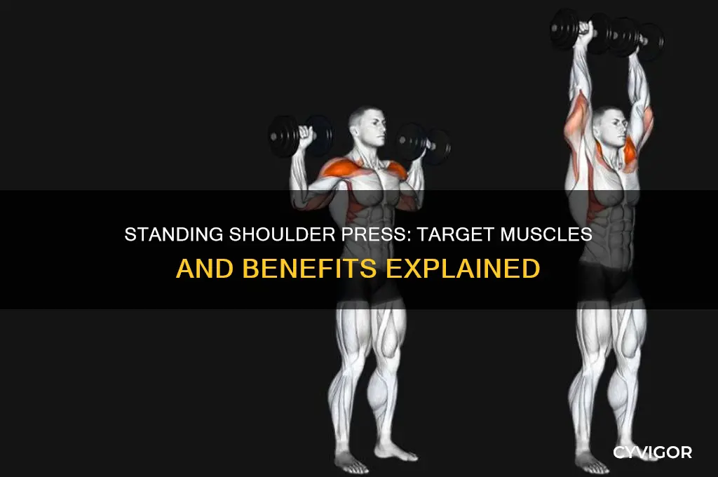 Standing Shoulder Press: Target Muscles And Benefits Explained | CyVigor