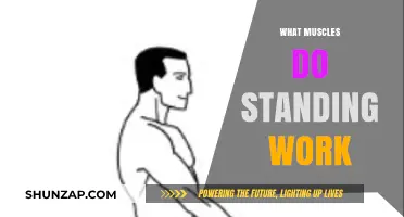 Standing Toe Touches: Muscles Worked And Benefits Explained | CyVigor