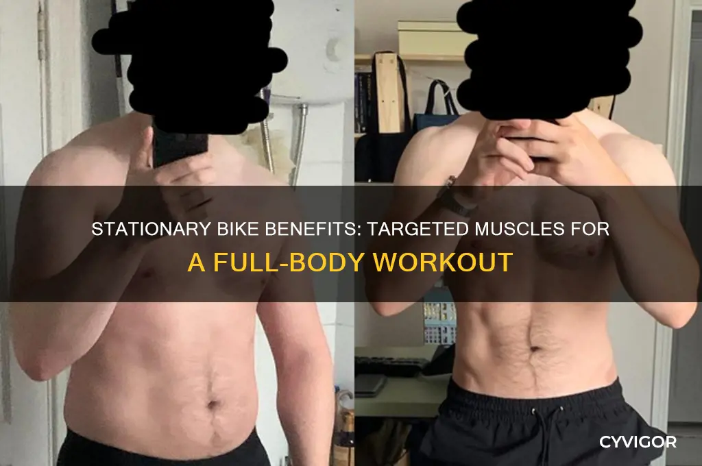 Stationary Bike Benefits: Targeted Muscles For A Full-Body Workout ...