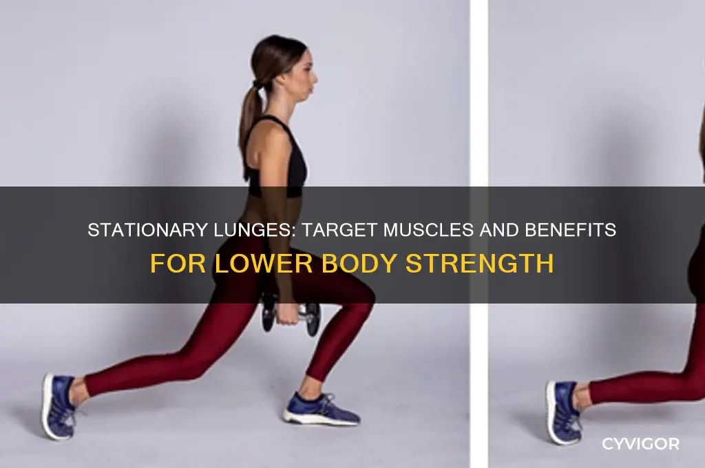 Stationary Lunges: Target Muscles And Benefits For Lower Body Strength ...