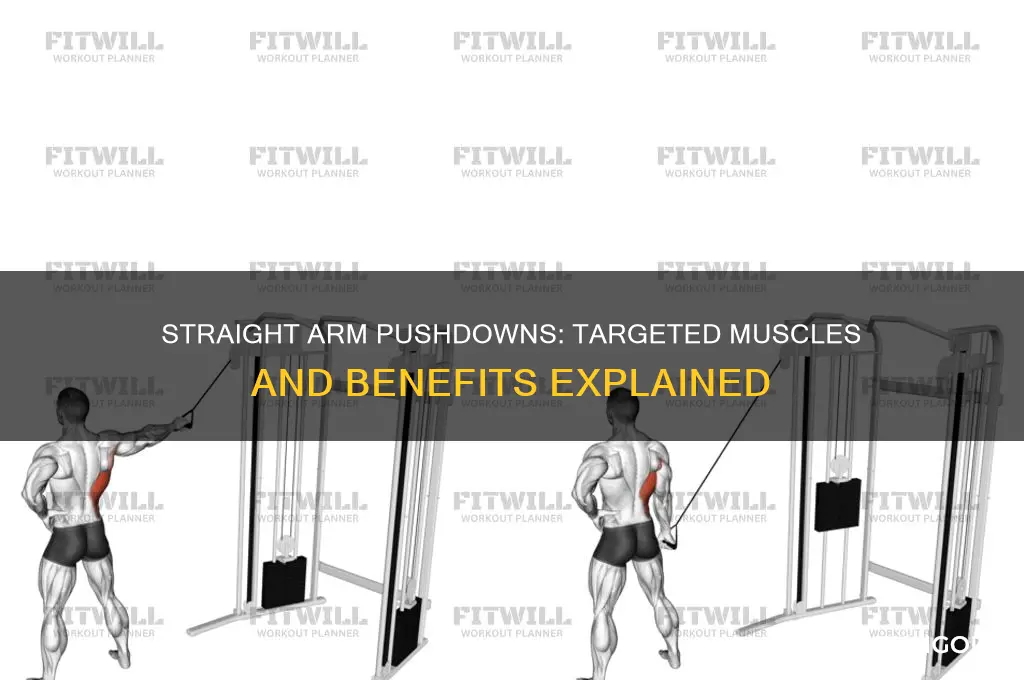 Straight Arm Pushdowns: Targeted Muscles And Benefits Explained | CyVigor