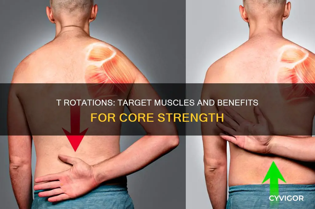 T Rotations: Target Muscles And Benefits For Core Strength | CyVigor