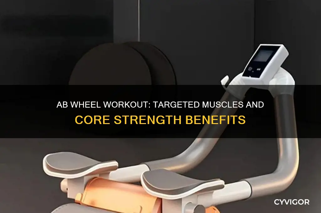Ab Wheel Workout: Targeted Muscles And Core Strength Benefits | CyVigor