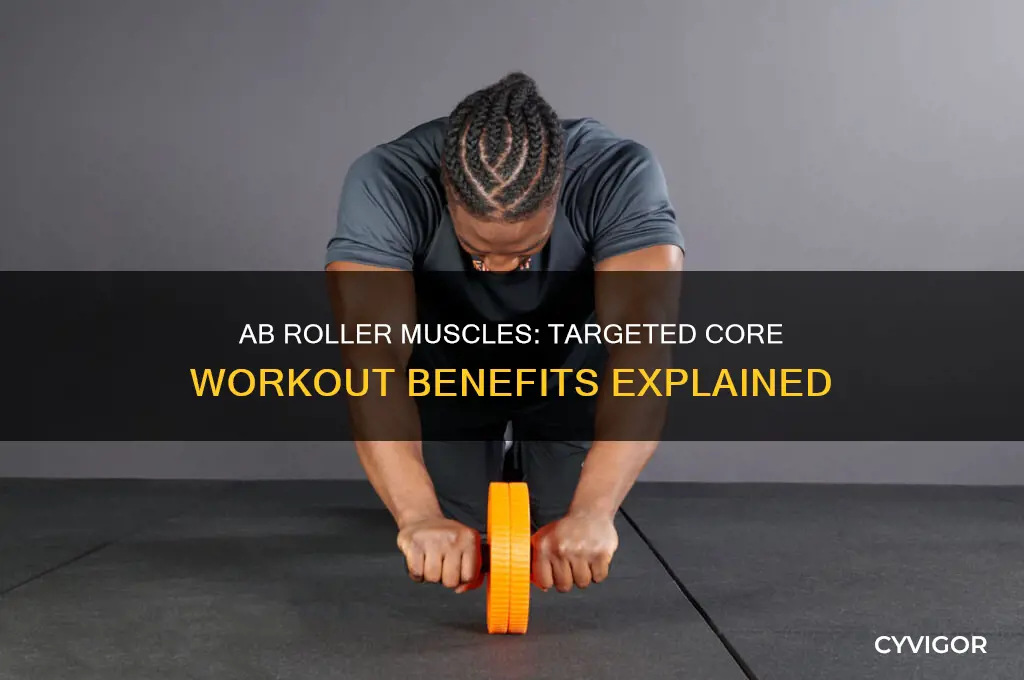 Ab Roller Muscles: Targeted Core Workout Benefits Explained | CyVigor