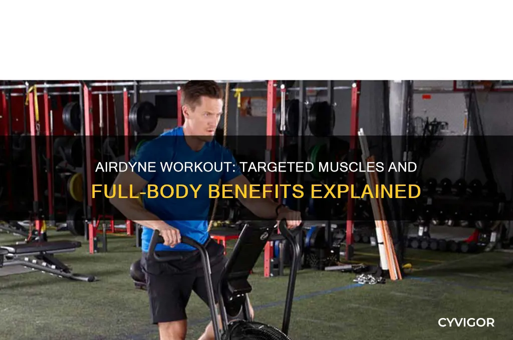 Airdyne Workout: Targeted Muscles And Full-Body Benefits Explained ...