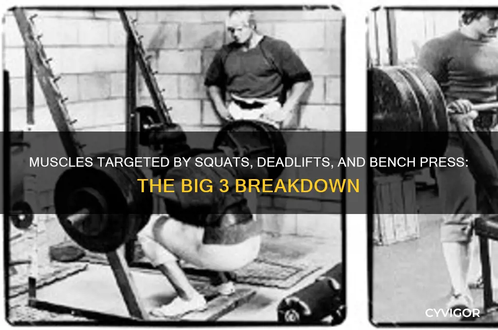 Muscles Targeted By Squats, Deadlifts, And Bench Press: The Big 3 ...