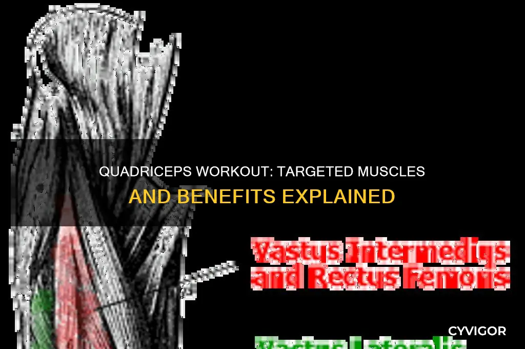 Quadriceps Workout: Targeted Muscles And Benefits Explained | CyVigor