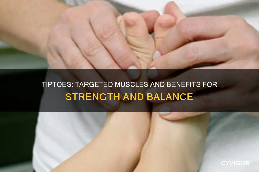 Tiptoes: Targeted Muscles And Benefits For Strength And Balance | CyVigor
