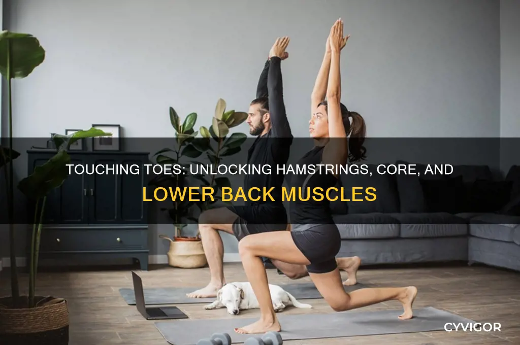 Touching Toes: Unlocking Hamstrings, Core, And Lower Back Muscles | CyVigor
