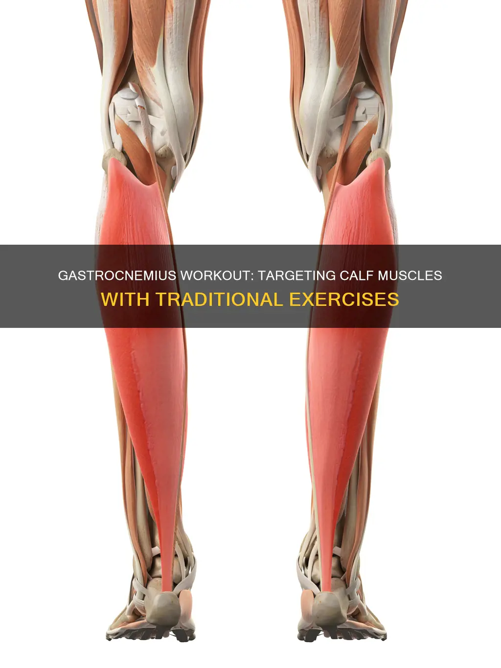 Gastrocnemius Workout: Targeting Calf Muscles With Traditional ...
