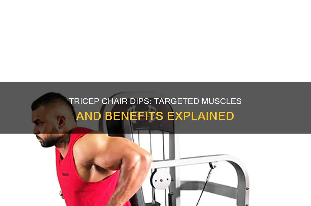 Tricep Chair Dips: Targeted Muscles And Benefits Explained | CyVigor