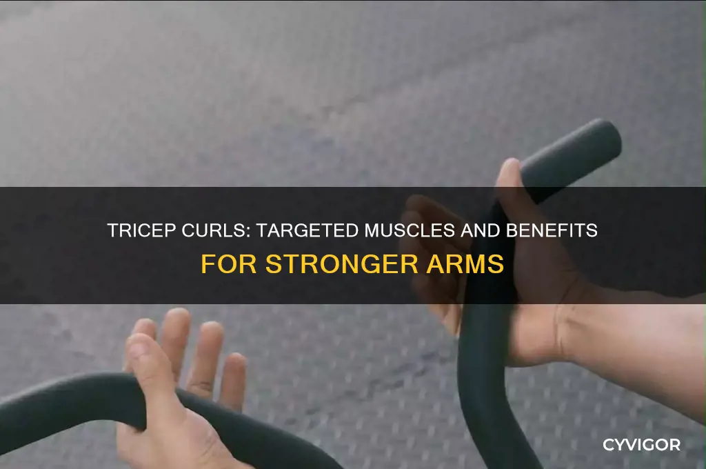 Tricep Curls: Targeted Muscles And Benefits For Stronger Arms | CyVigor