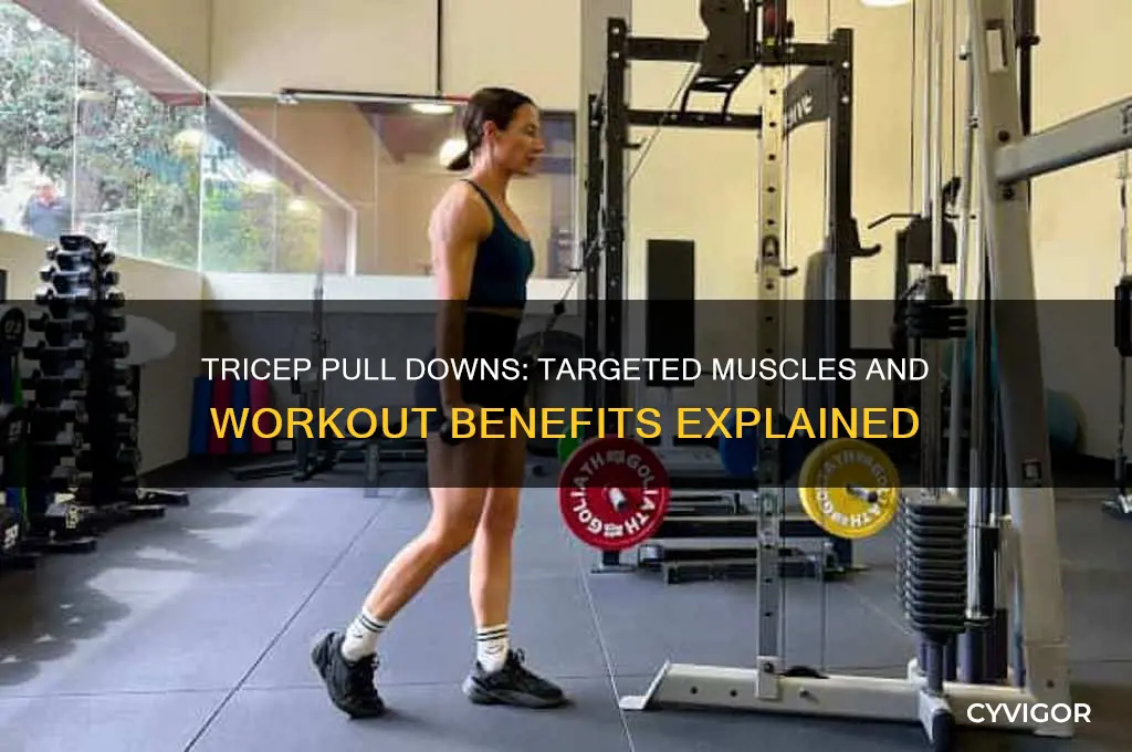 Tricep Pull Downs: Targeted Muscles And Workout Benefits Explained ...