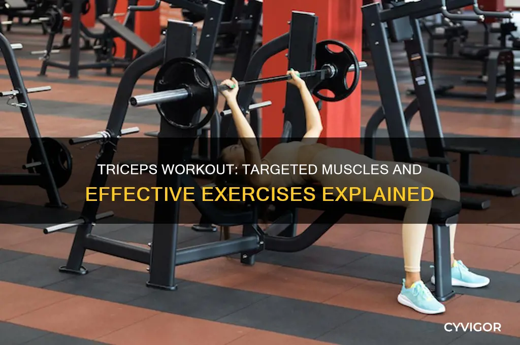 Triceps Workout: Targeted Muscles And Effective Exercises Explained ...
