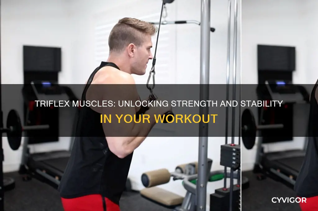 Triflex Muscles: Unlocking Strength And Stability In Your Workout | CyVigor