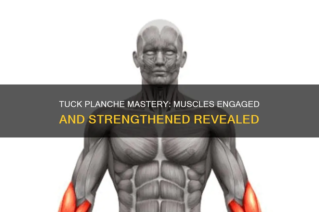 Tuck Planche Mastery: Muscles Engaged And Strengthened Revealed | CyVigor