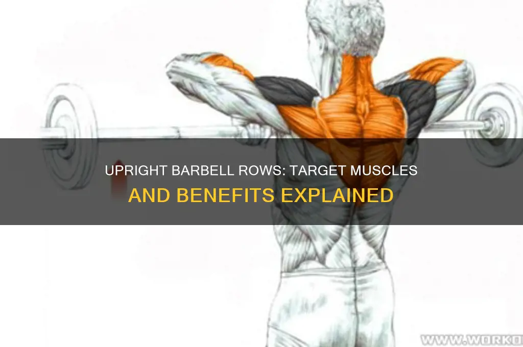Upright Barbell Rows: Target Muscles And Benefits Explained | CyVigor