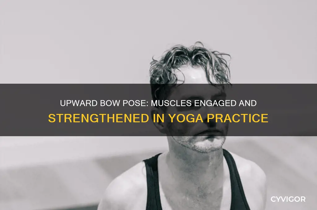 Upward Bow Pose: Muscles Engaged And Strengthened In Yoga Practice ...