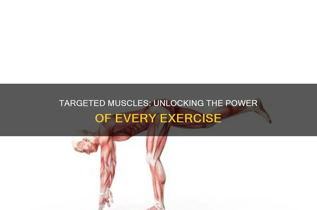 Targeted Muscles: Unlocking The Power Of Every Exercise | CyVigor