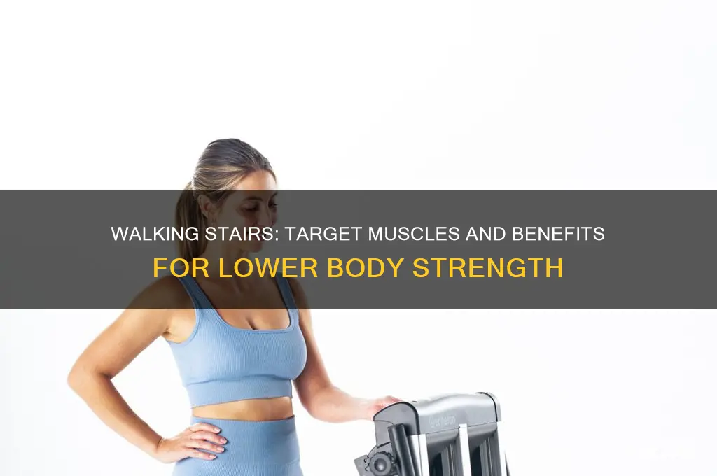 Walking Stairs: Target Muscles And Benefits For Lower Body Strength ...