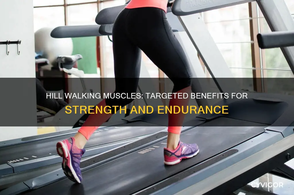 Hill Walking Muscles: Targeted Benefits For Strength And Endurance ...