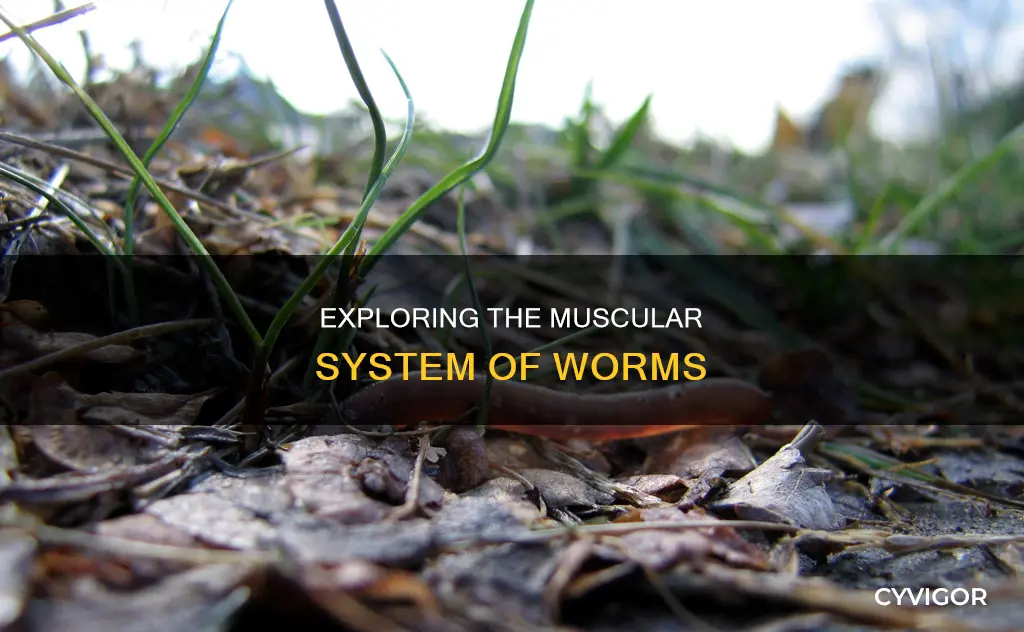 Exploring The Muscular System Of Worms | CyVigor