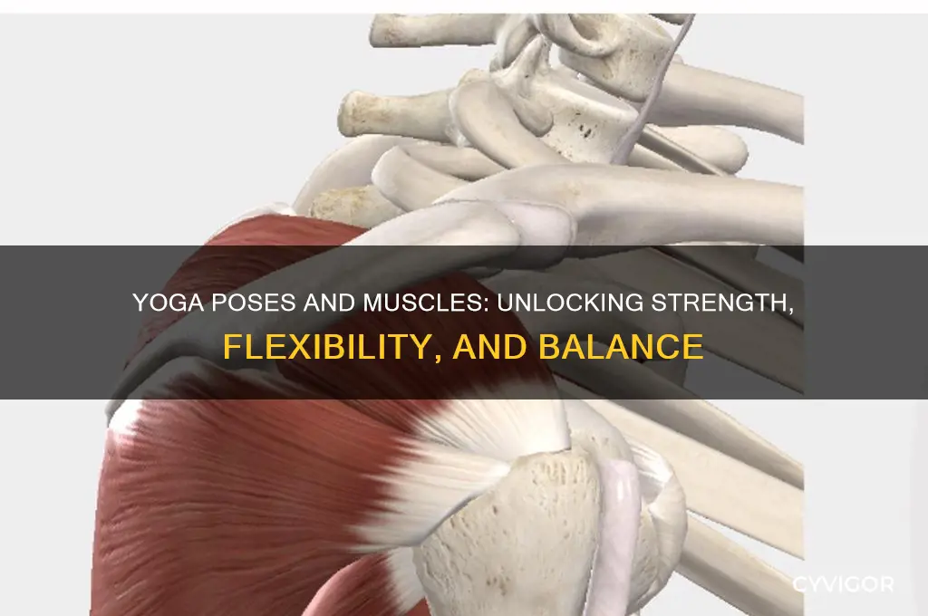 Yoga Poses And Muscles: Unlocking Strength, Flexibility, And Balance ...