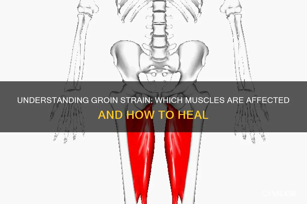 Understanding Groin Strain: Which Muscles Are Affected And How To Heal ...