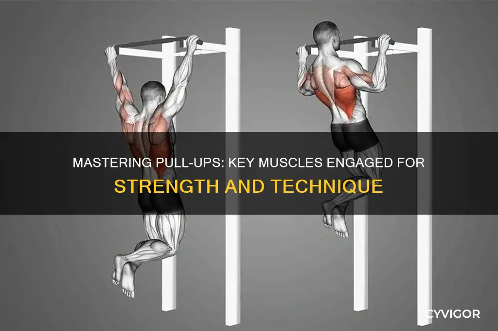 Mastering Pull-Ups: Key Muscles Engaged For Strength And Technique ...