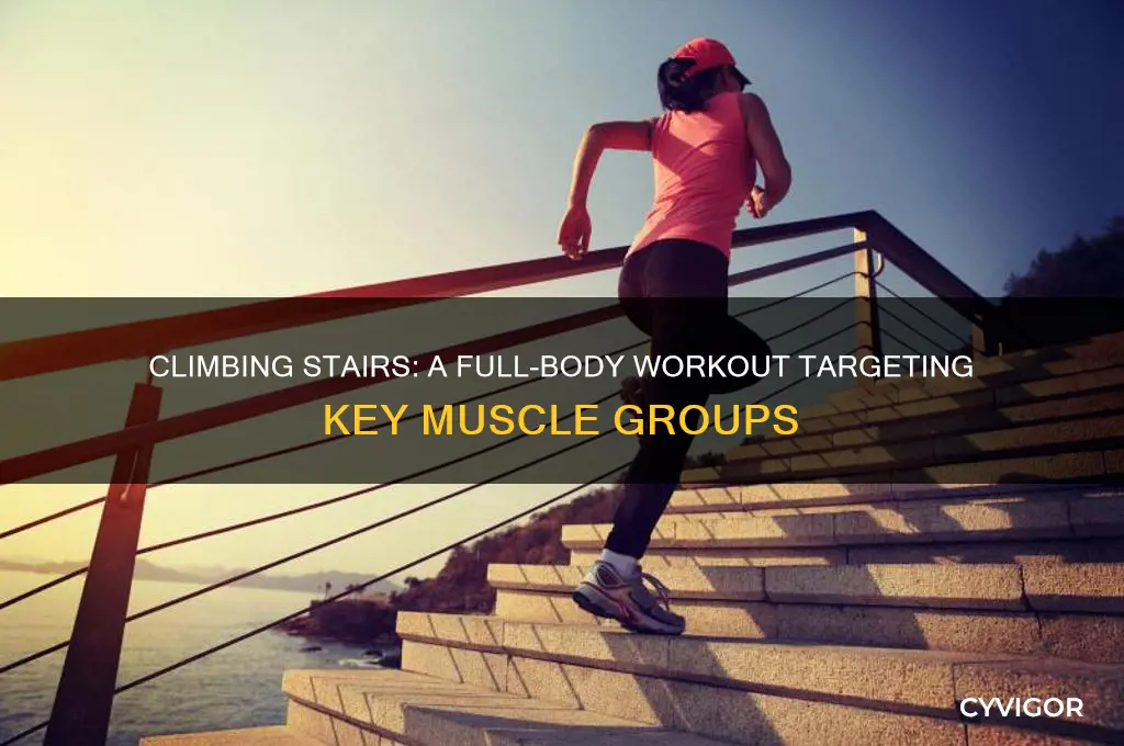 Climbing Stairs: A Full-Body Workout Targeting Key Muscle Groups | CyVigor