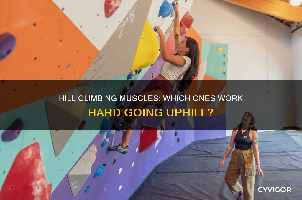 Hill Climbing Muscles: Which Ones Work Hard Going Uphill? | CyVigor