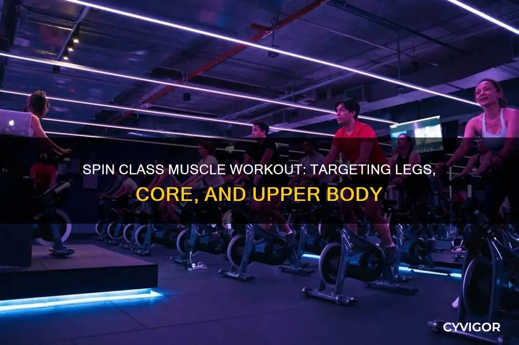 Spin Class Muscle Workout: Targeting Legs, Core, And Upper Body | CyVigor