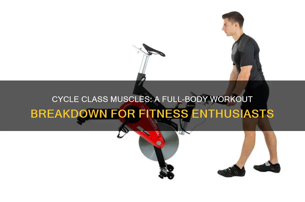 Cycle Class Muscles: A Full-Body Workout Breakdown For Fitness ...
