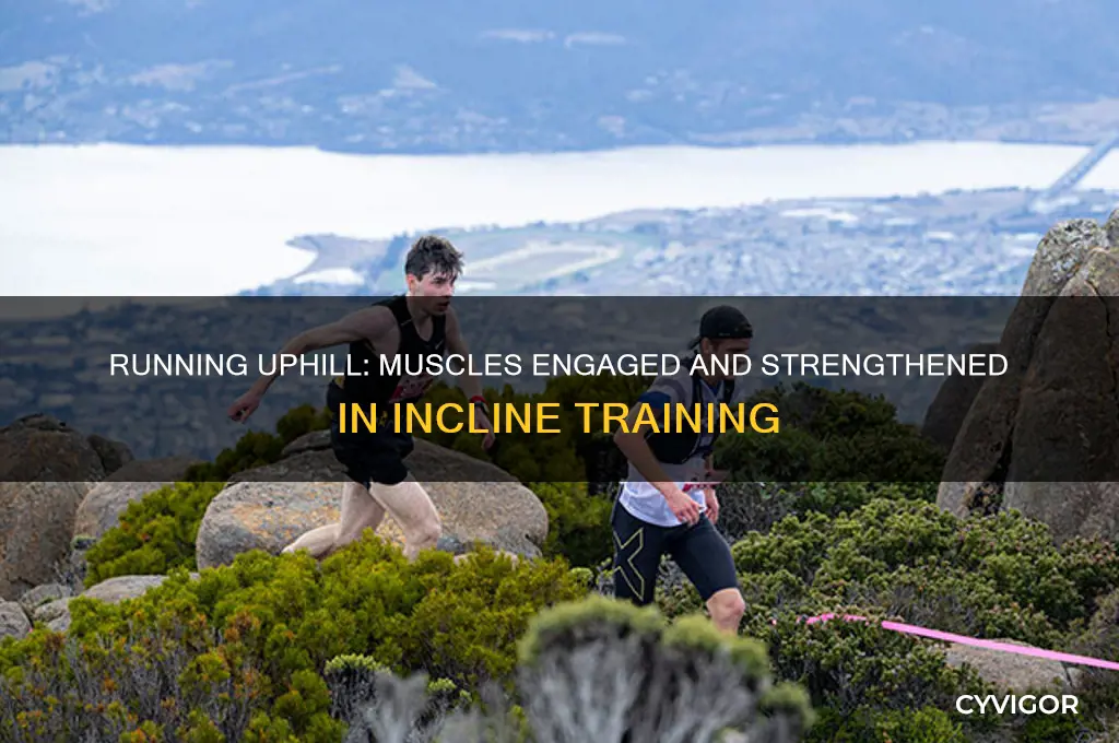 Running Uphill: Muscles Engaged And Strengthened In Incline Training ...