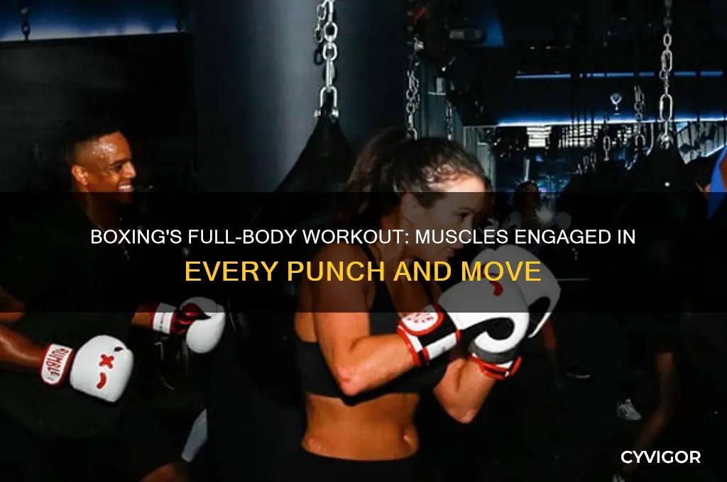 Boxing's Full-Body Workout: Muscles Engaged In Every Punch And Move ...