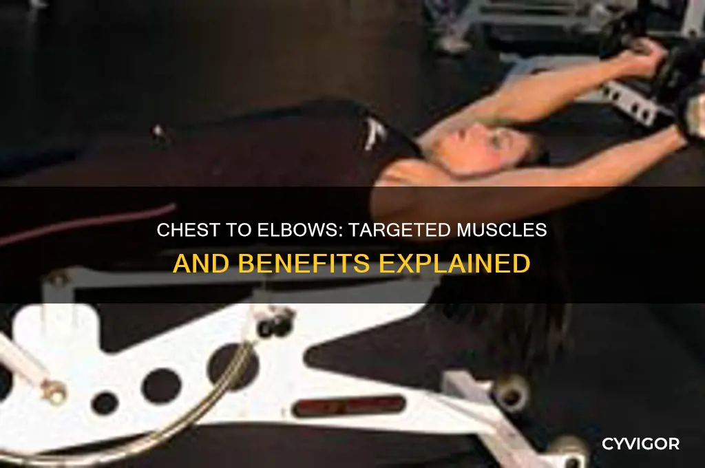 Chest To Elbows: Targeted Muscles And Benefits Explained | CyVigor