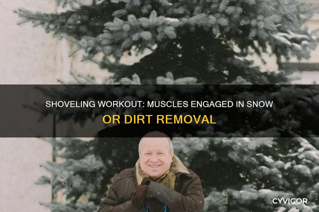 Shoveling Workout: Muscles Engaged In Snow Or Dirt Removal | CyVigor