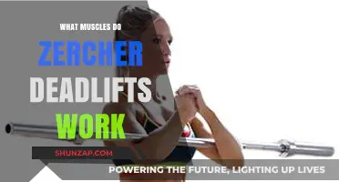 Lat Pulldowns: Targeted Muscles And Strength Benefits Explained | CyVigor