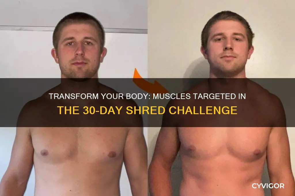 Transform Your Body: Muscles Targeted In The 30-Day Shred Challenge ...