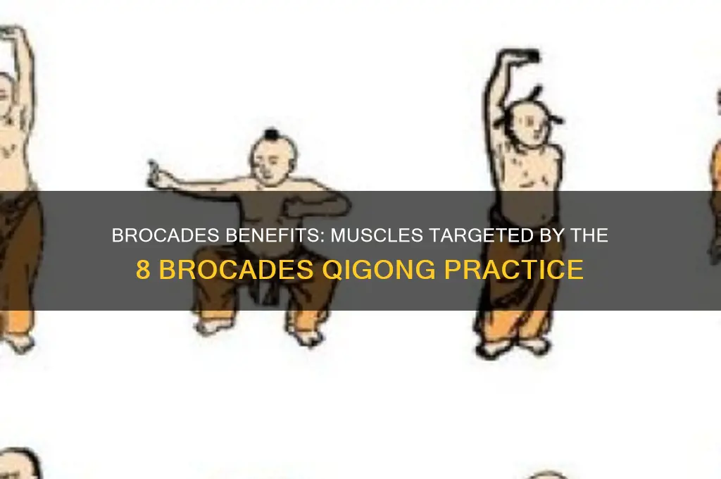 Brocades Benefits: Muscles Targeted By The 8 Brocades Qigong Practice ...