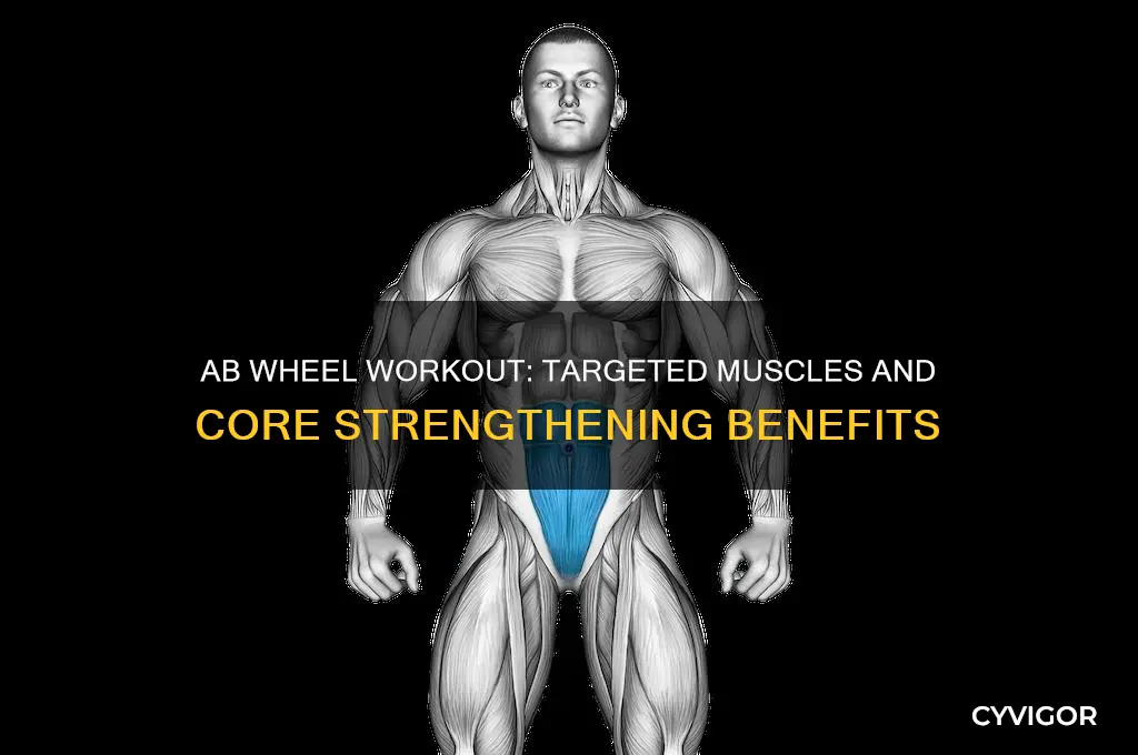 Ab Wheel Workout: Targeted Muscles And Core Strengthening Benefits ...