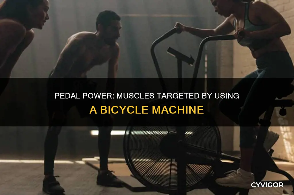 Pedal Power: Muscles Targeted By Using A Bicycle Machine | CyVigor