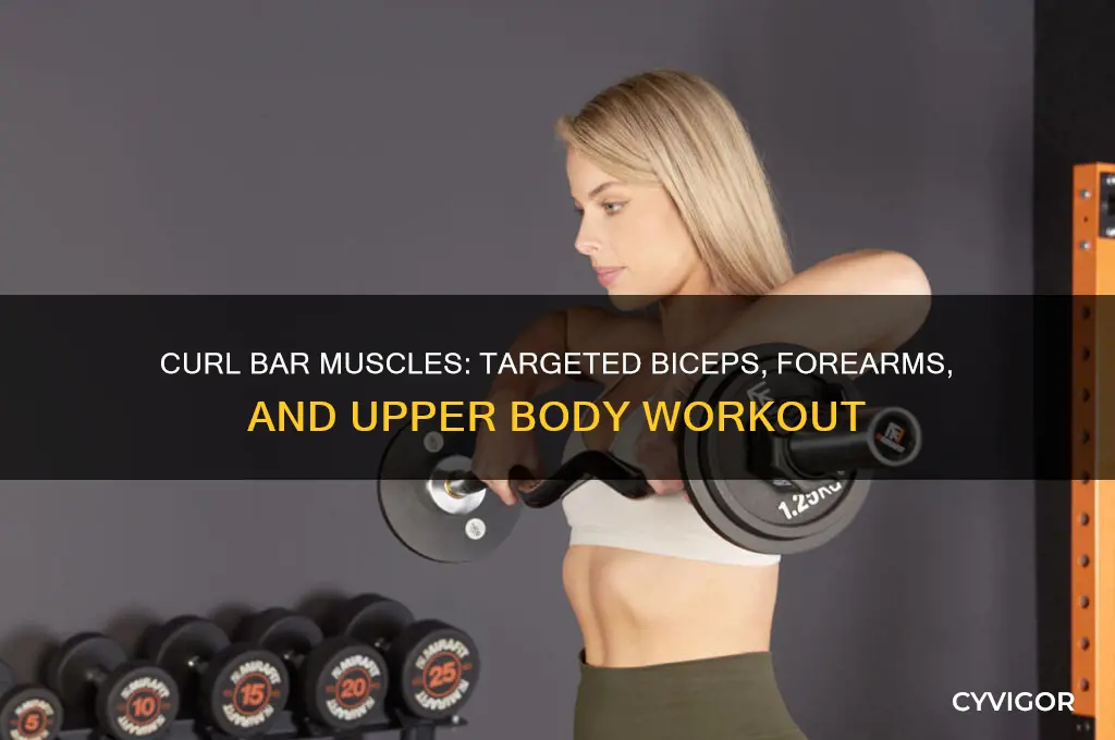 Curl Bar Muscles: Targeted Biceps, Forearms, And Upper Body Workout ...