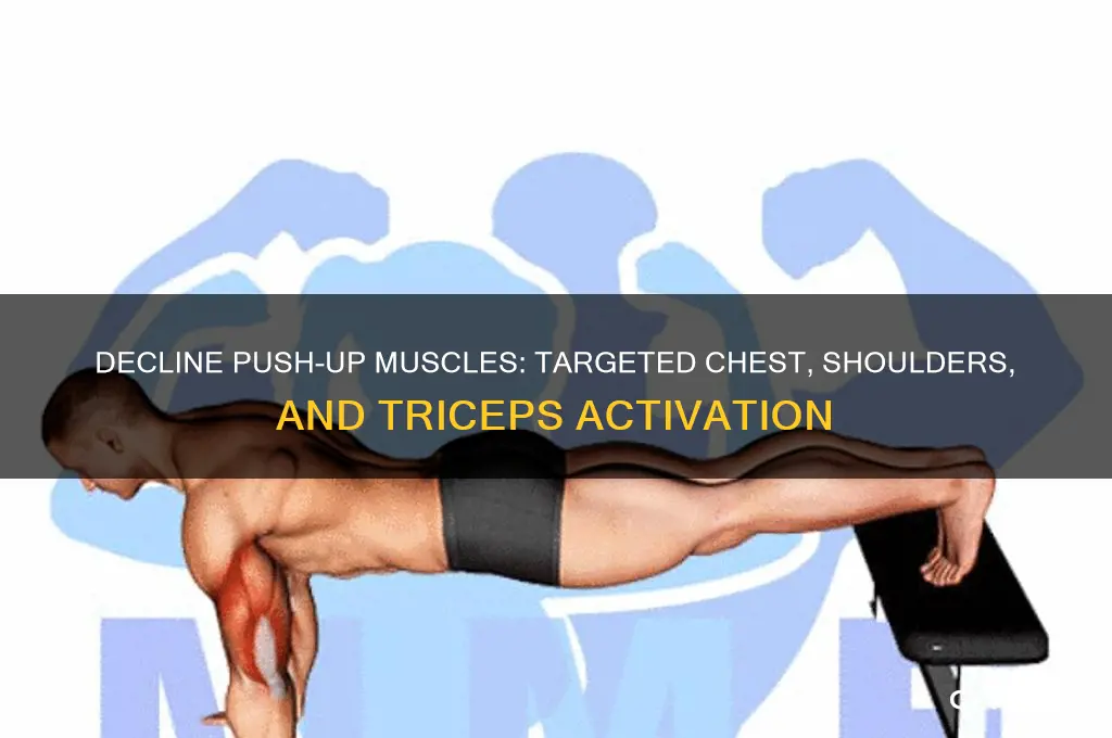 Decline Push-Up Muscles: Targeted Chest, Shoulders, And Triceps ...