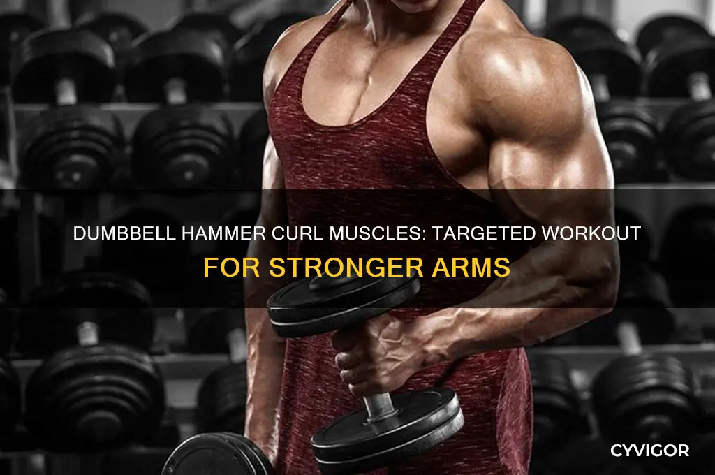 Dumbbell Hammer Curl Muscles: Targeted Workout For Stronger Arms | CyVigor