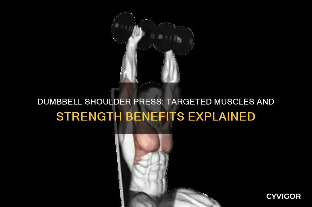 Dumbbell Shoulder Press: Targeted Muscles And Strength Benefits ...